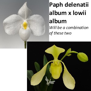 Paphiopedilum